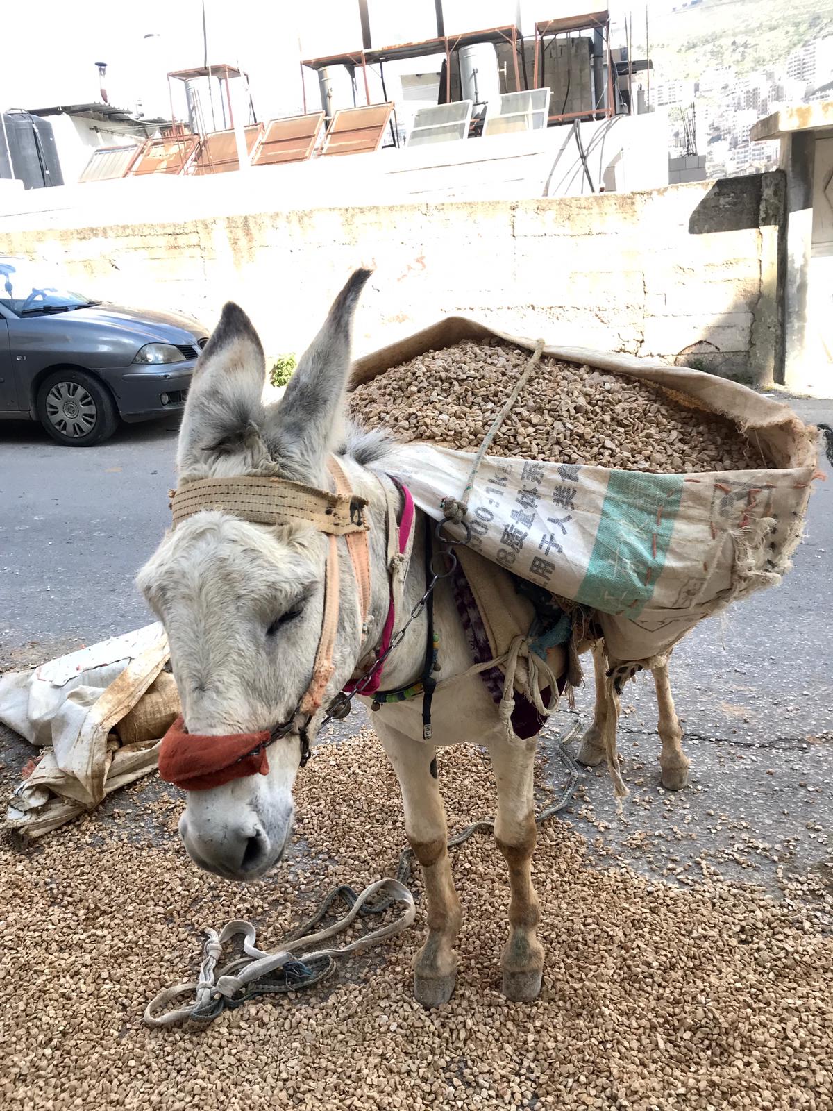 The situation in Israel - Safe Haven for Donkeys