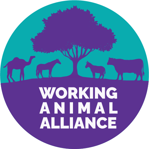 About Us - Safe Haven for Donkeys