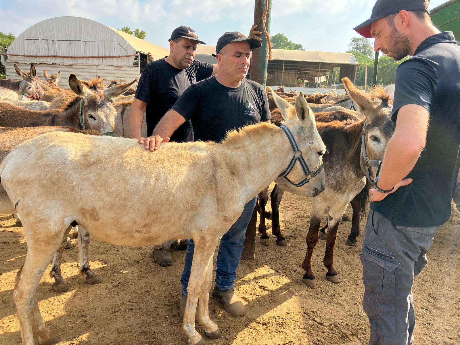Vet check up time for Rafa - Safe Haven for Donkeys