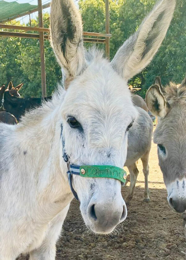 Donkeys for Adoption - Safe Haven for Donkeys