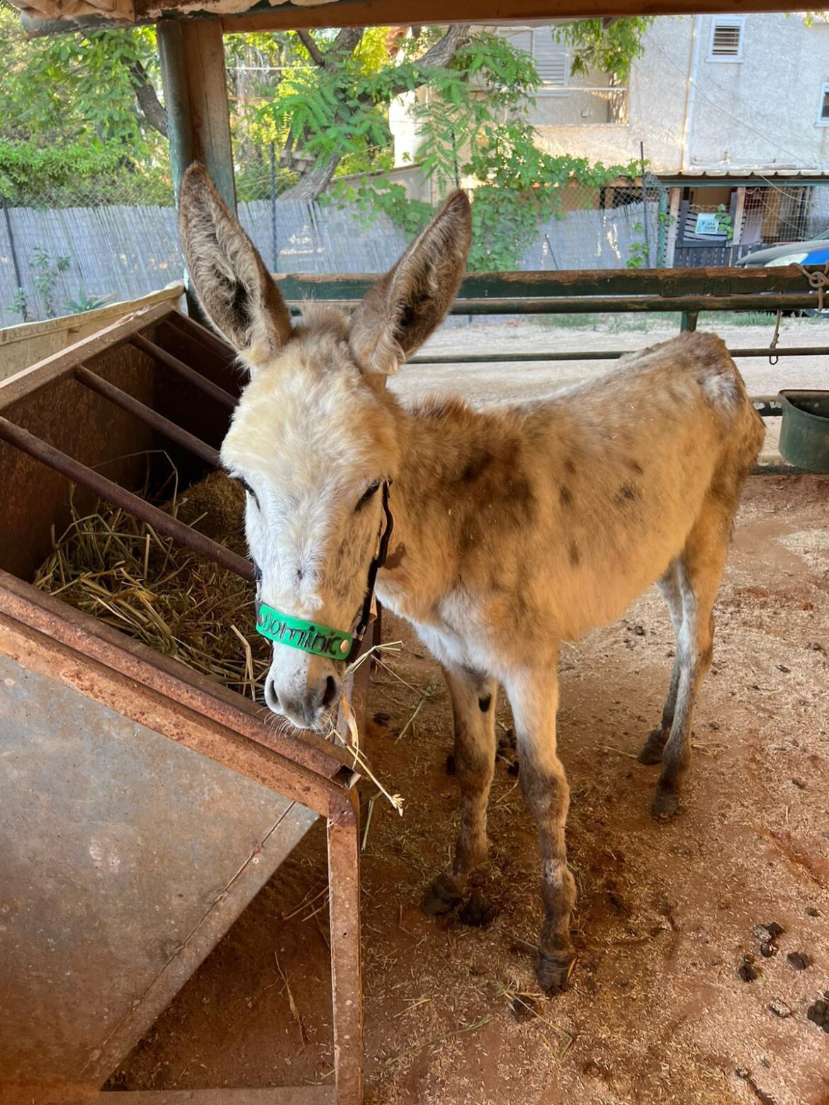 Donkeys for Adoption - Safe Haven for Donkeys
