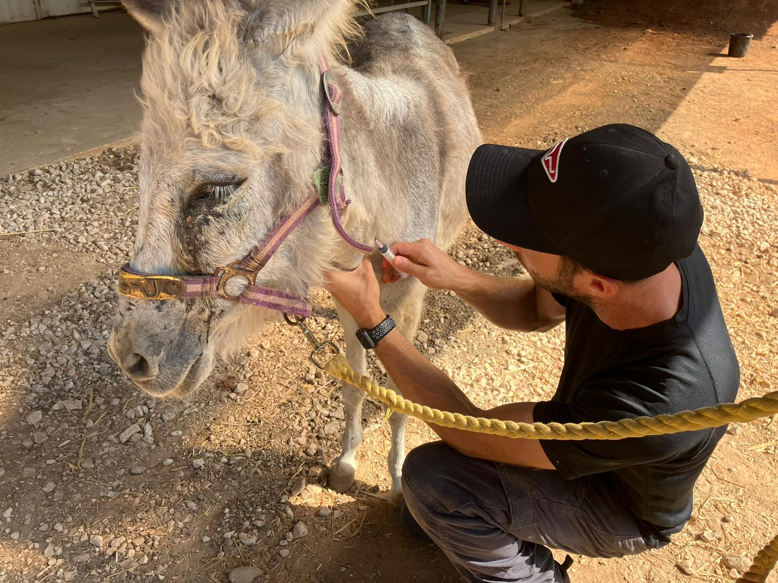 Veterinary care for Joyce at the Sanctuary - Safe Haven for Donkeys