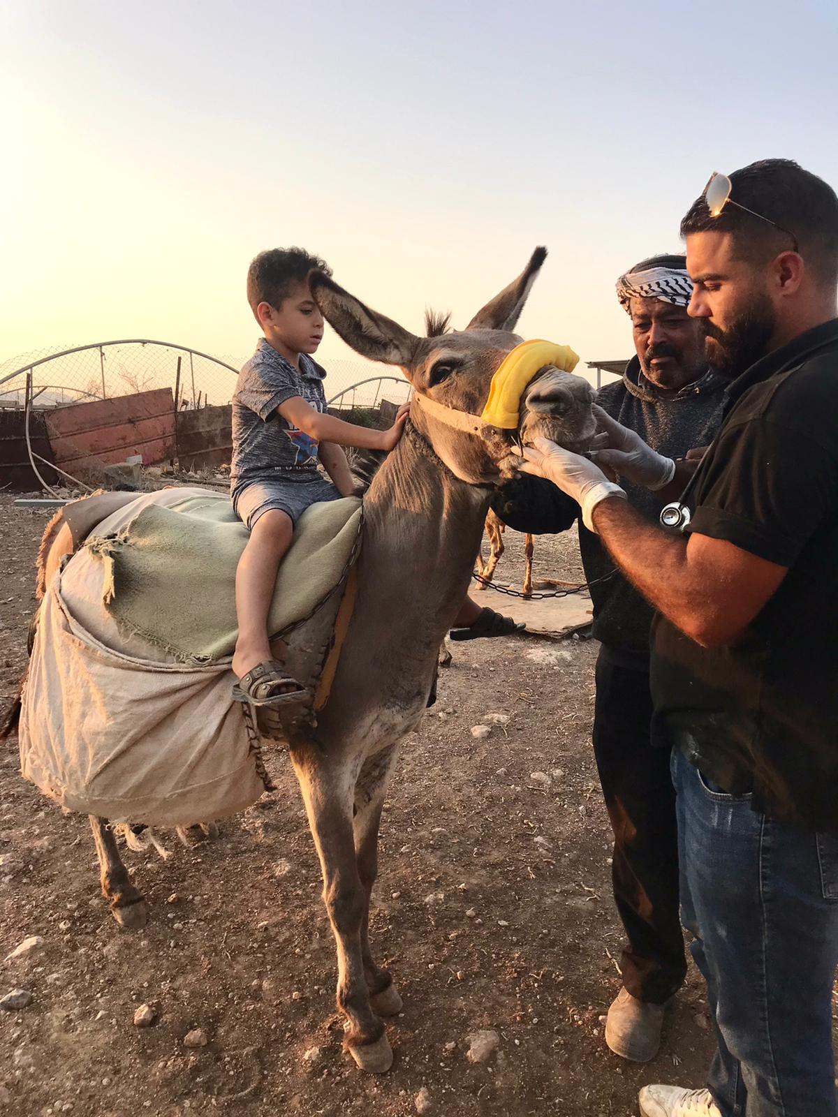 Dr Rakan's August update - Safe Haven for Donkeys