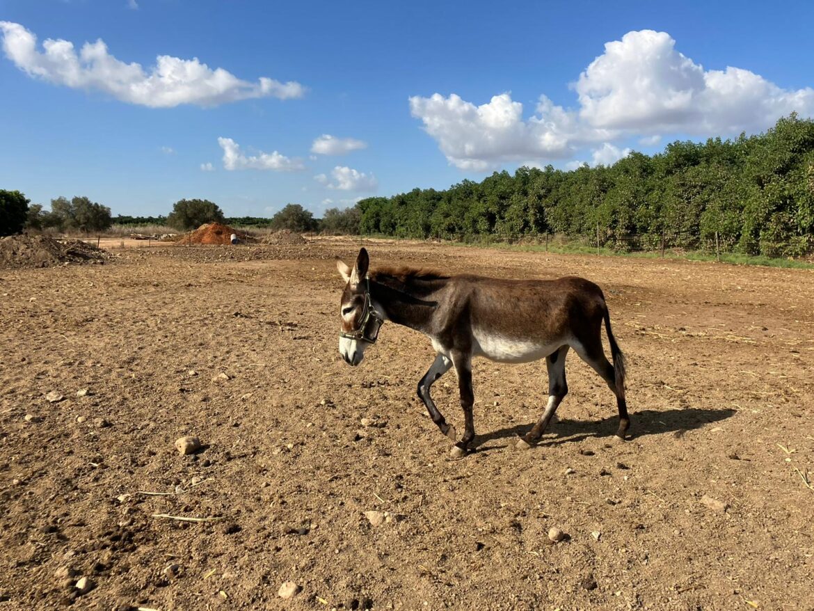 Update from the Sanctuary and West Bank - 28 September 2022 - Safe ...