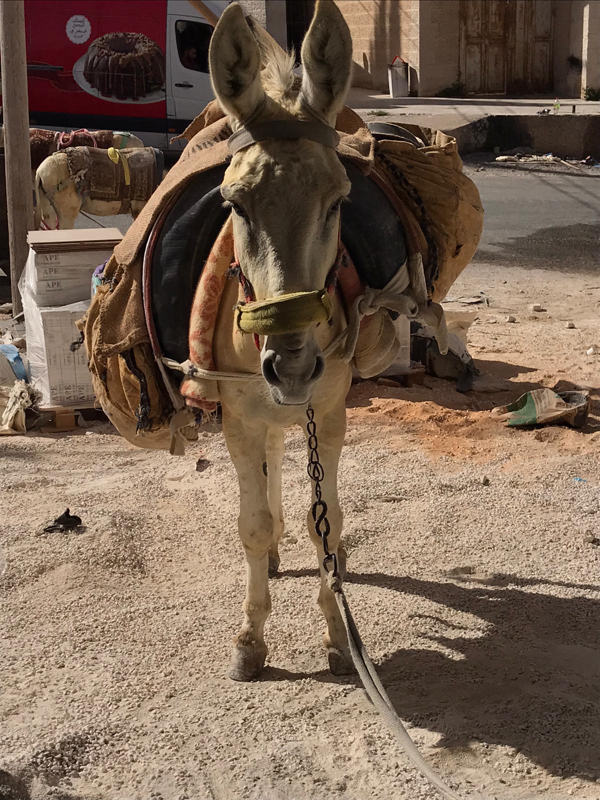 Update from the Sanctuary and the West Bank - 5 October 2022 - Safe ...