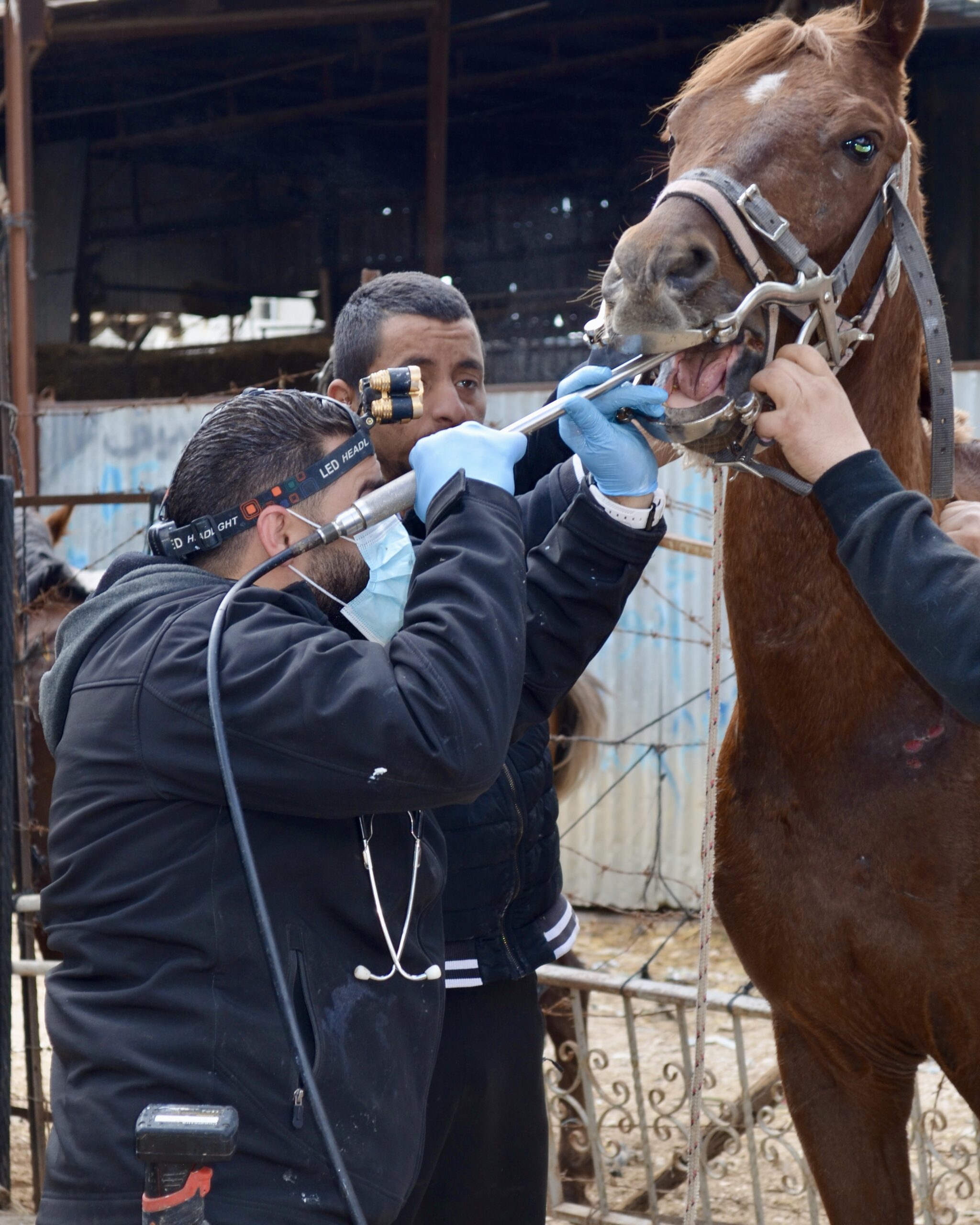 See our vets at work in the West Bank - Safe Haven for Donkeys