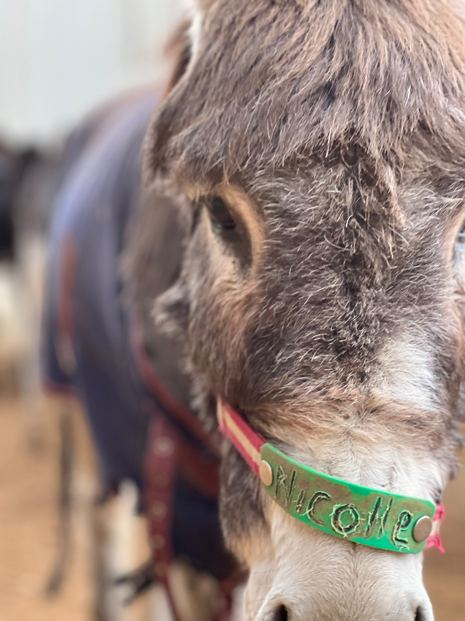 Update from the Sanctuary and the West Bank - 26th January 2023 - Safe ...