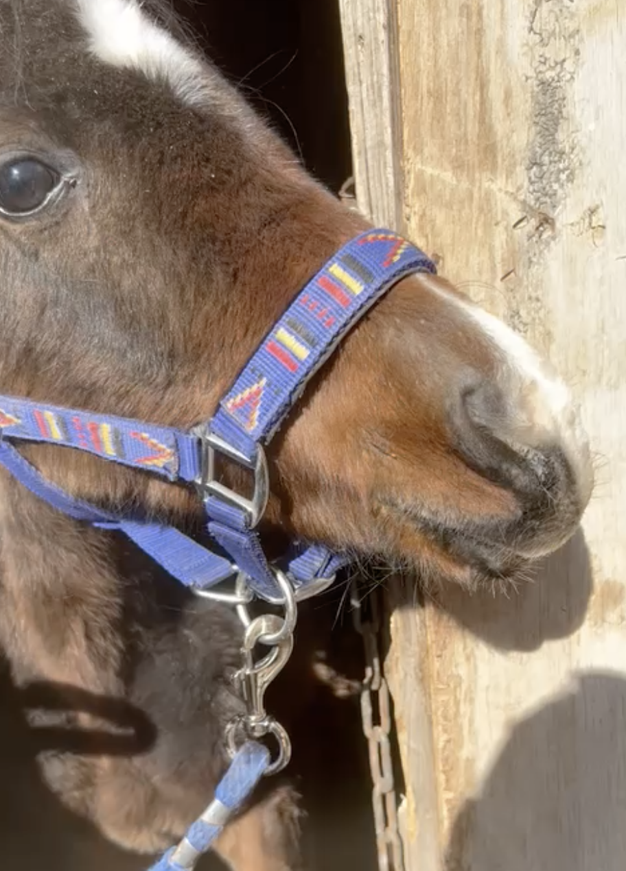 Update from the Sanctuary and the West Bank - 19th January 2023 - Safe ...