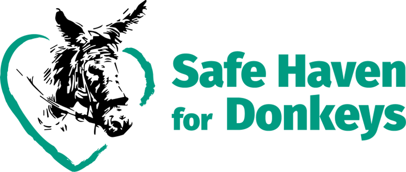 Donkey Web Cams - Safe Haven for Donkeys
