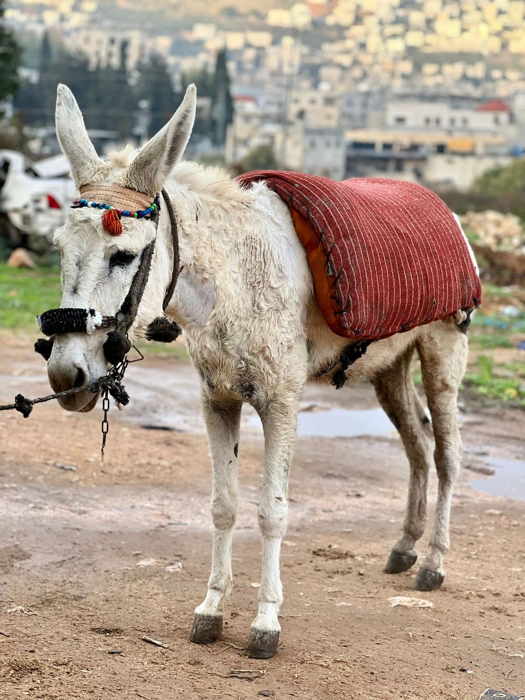Update from the Sanctuary and the West Bank - 12th January 2023 - Safe ...