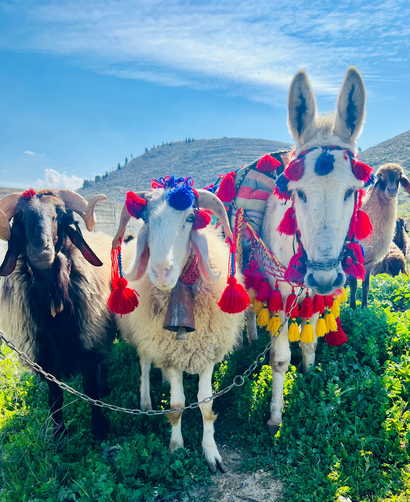 Update from the Sanctuary and the West Bank - 16th February 2023 - Safe ...