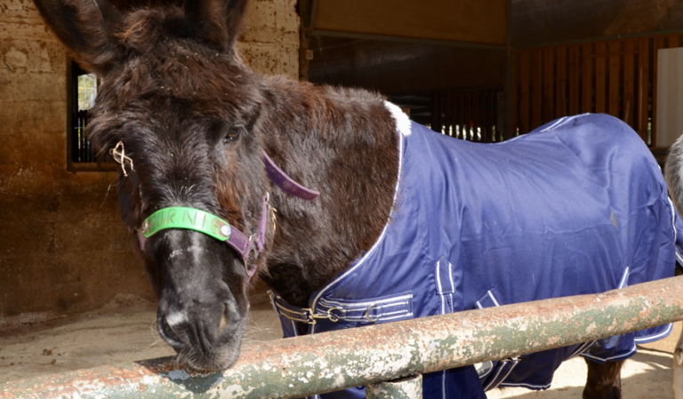 How You Can Help - Safe Haven for Donkeys