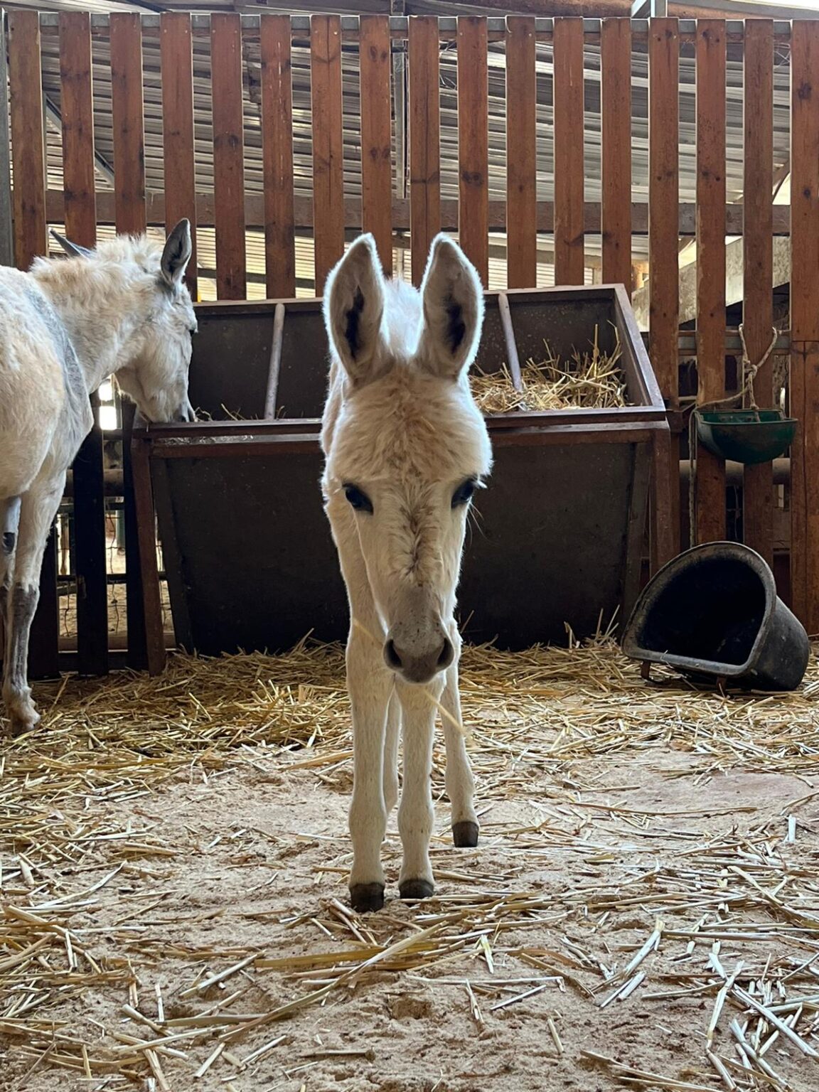 Donkeys for Adoption - Safe Haven for Donkeys
