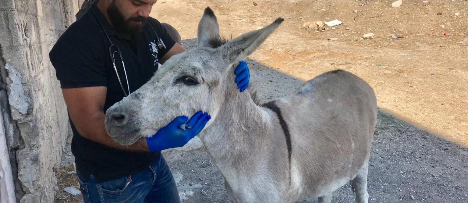 Safe Haven for Donkeys - Safe Haven for Donkeys