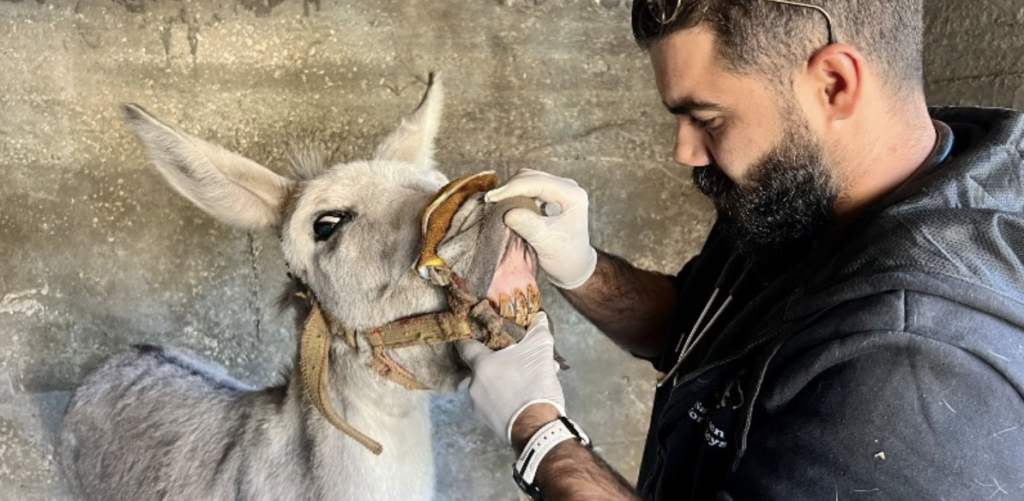 Safe Haven for Donkeys - Safe Haven for Donkeys