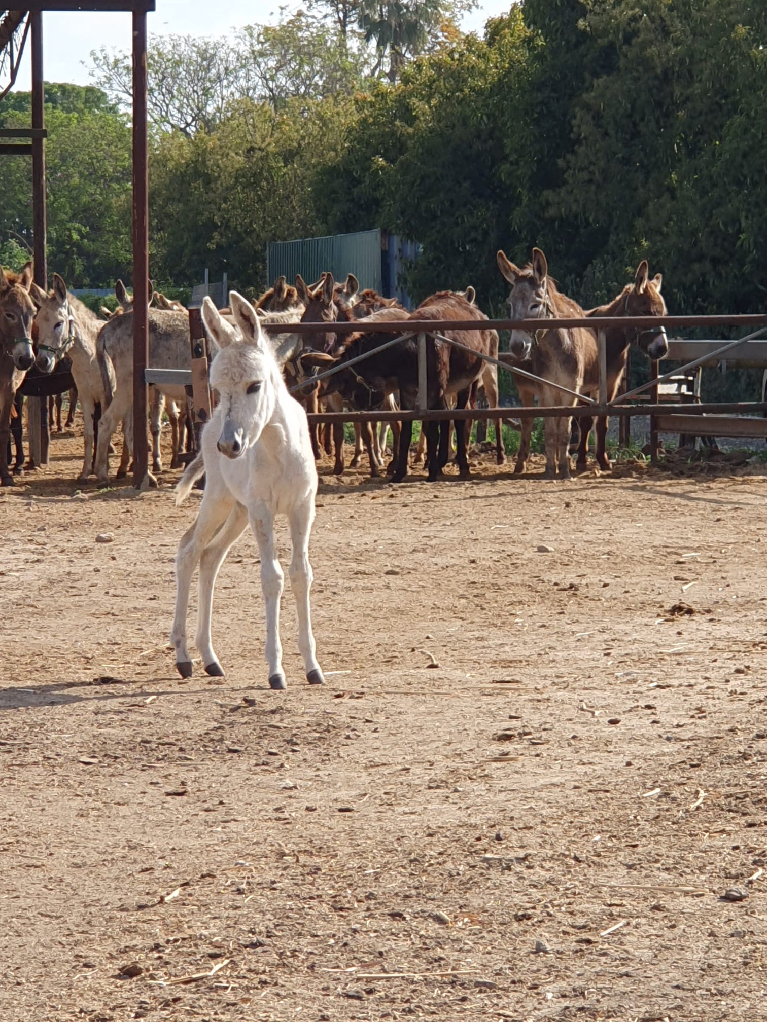 Update from the Sanctuary and the West Bank - 27th April 2023 - Safe ...