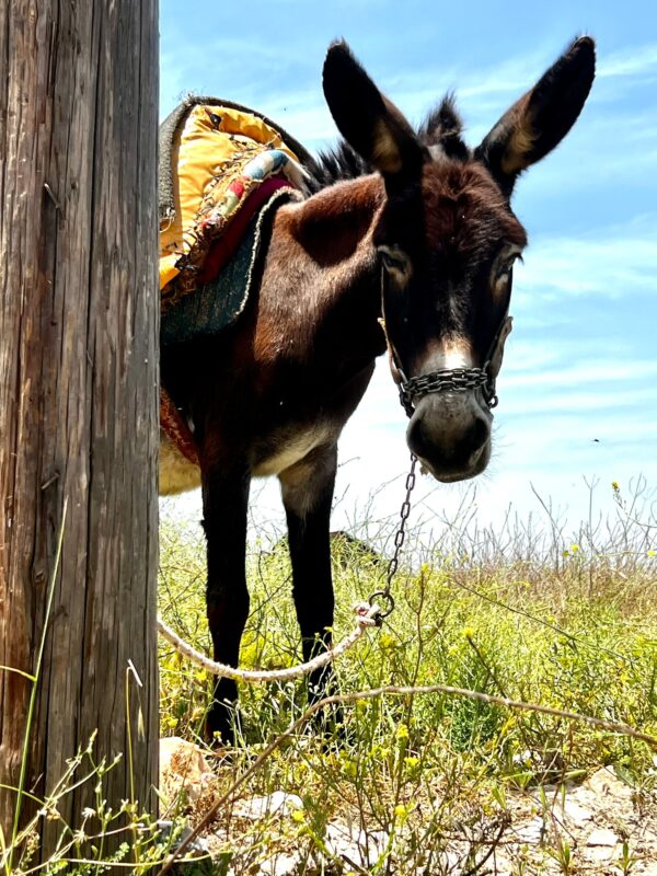 Update from the Sanctuary and the West Bank - 18th May 2023 - Safe ...