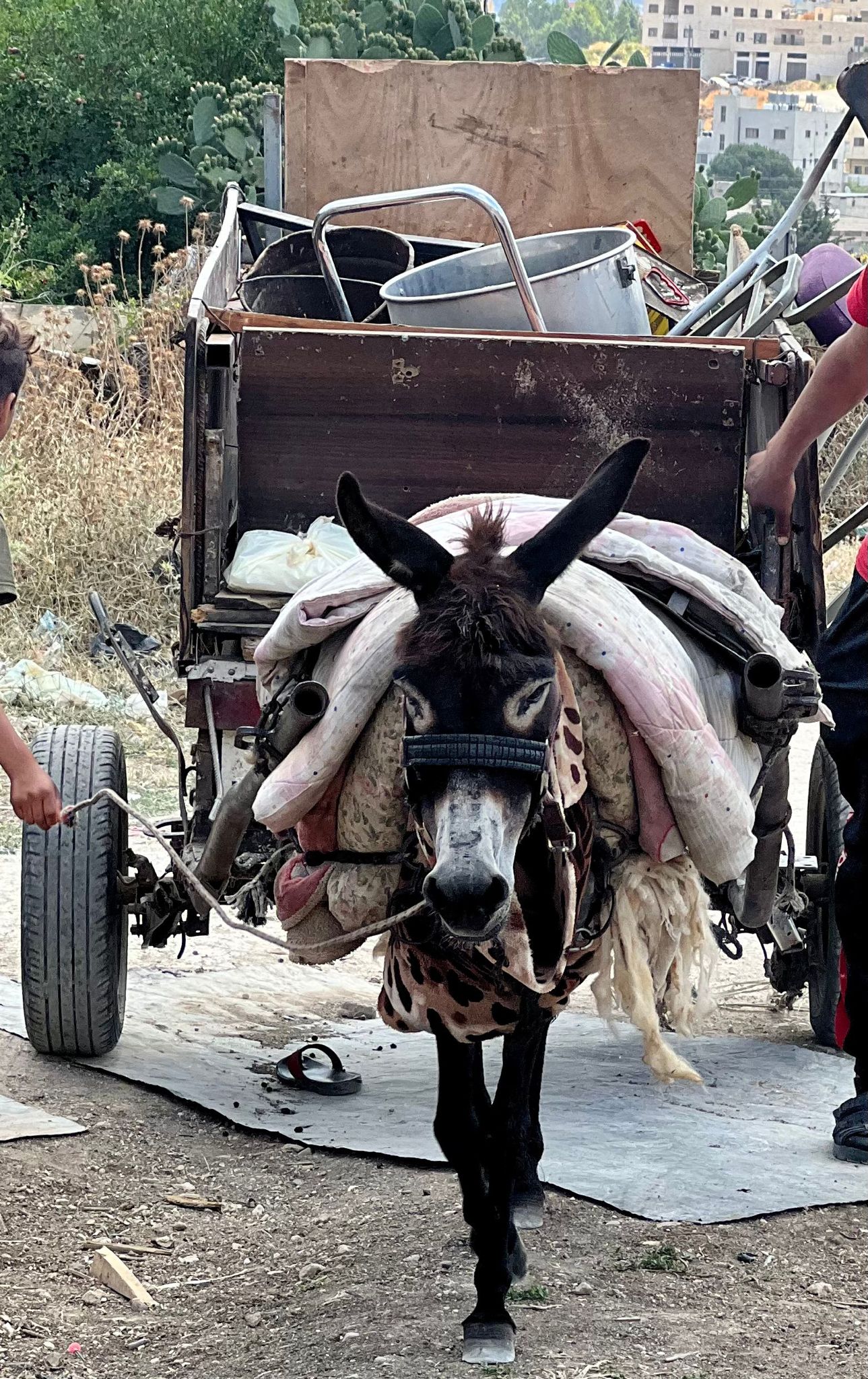 Update from the Sanctuary and the West Bank - 29th June 2023 - Safe ...