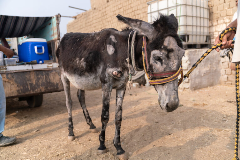 Safe Haven for Donkeys - Safe Haven for Donkeys