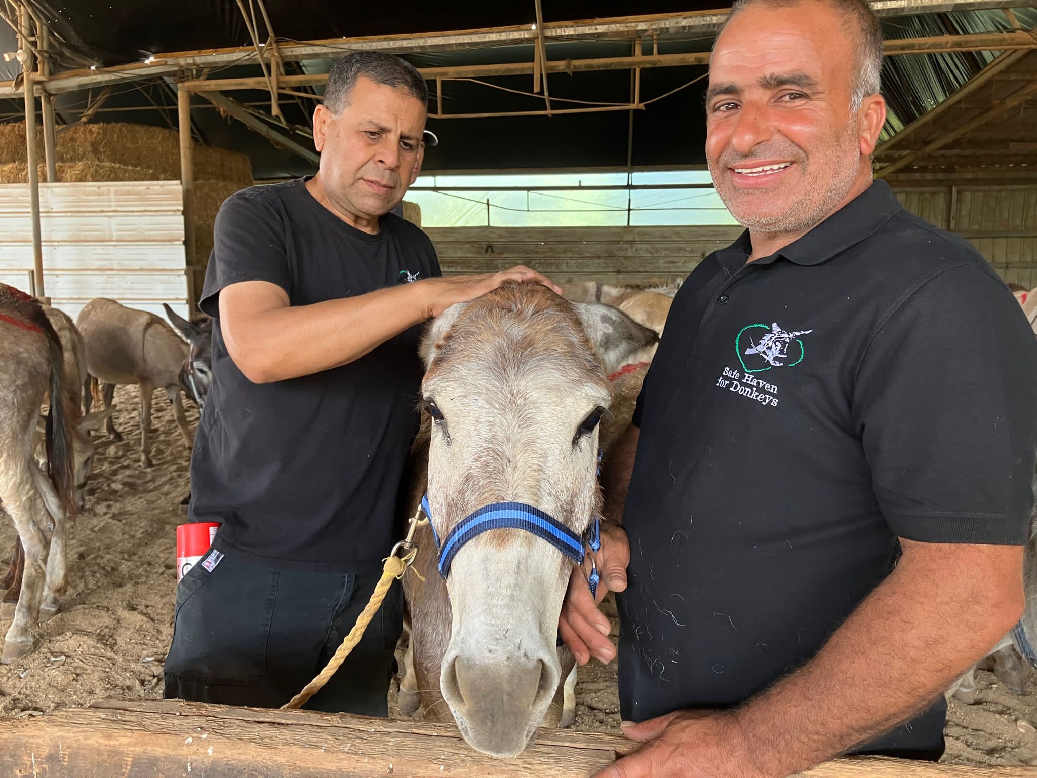 Update from the Sanctuary and the West Bank - 6th July 2023 - Safe ...