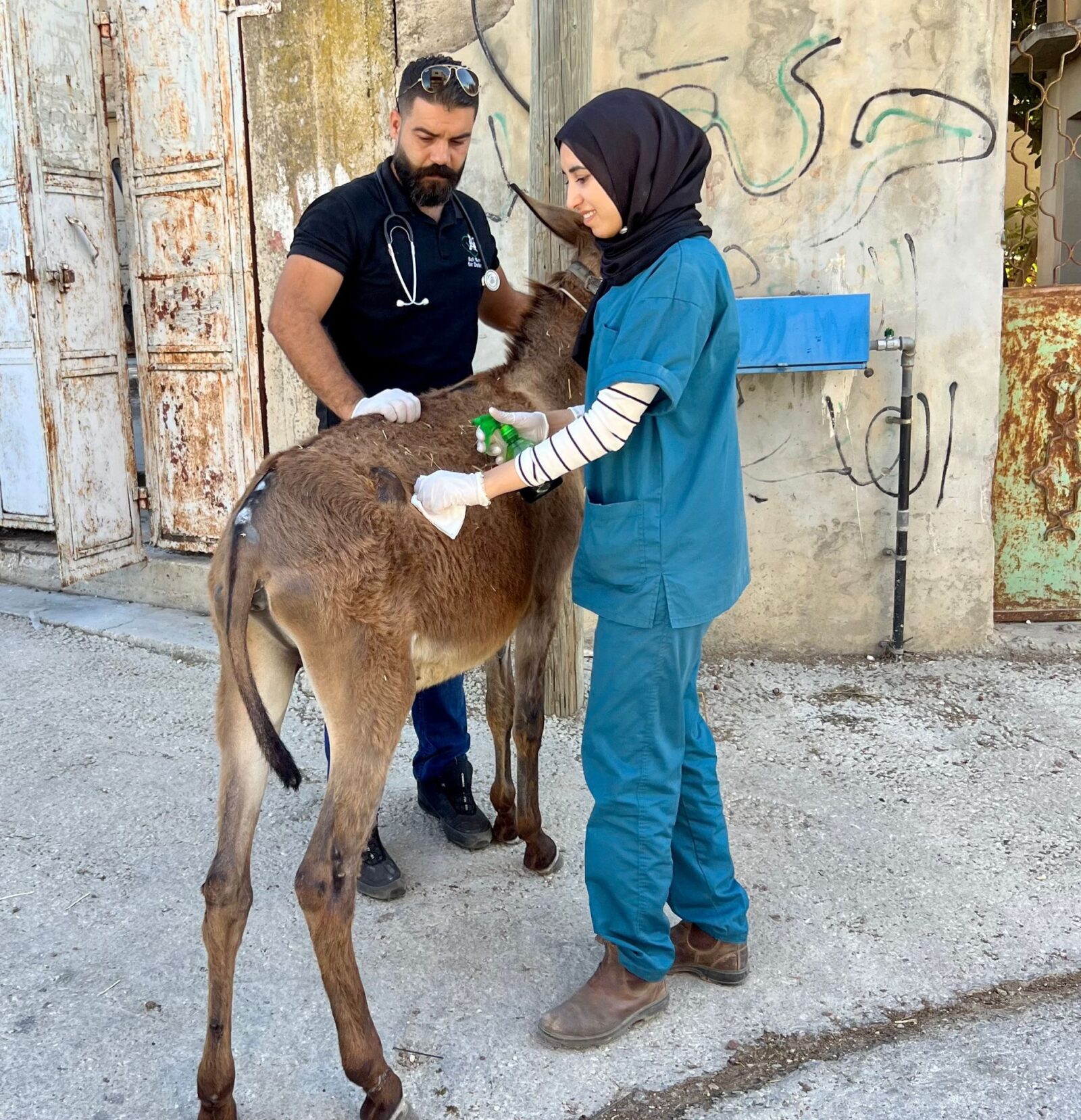 Safe Haven for Donkeys Blog - Safe Haven for Donkeys