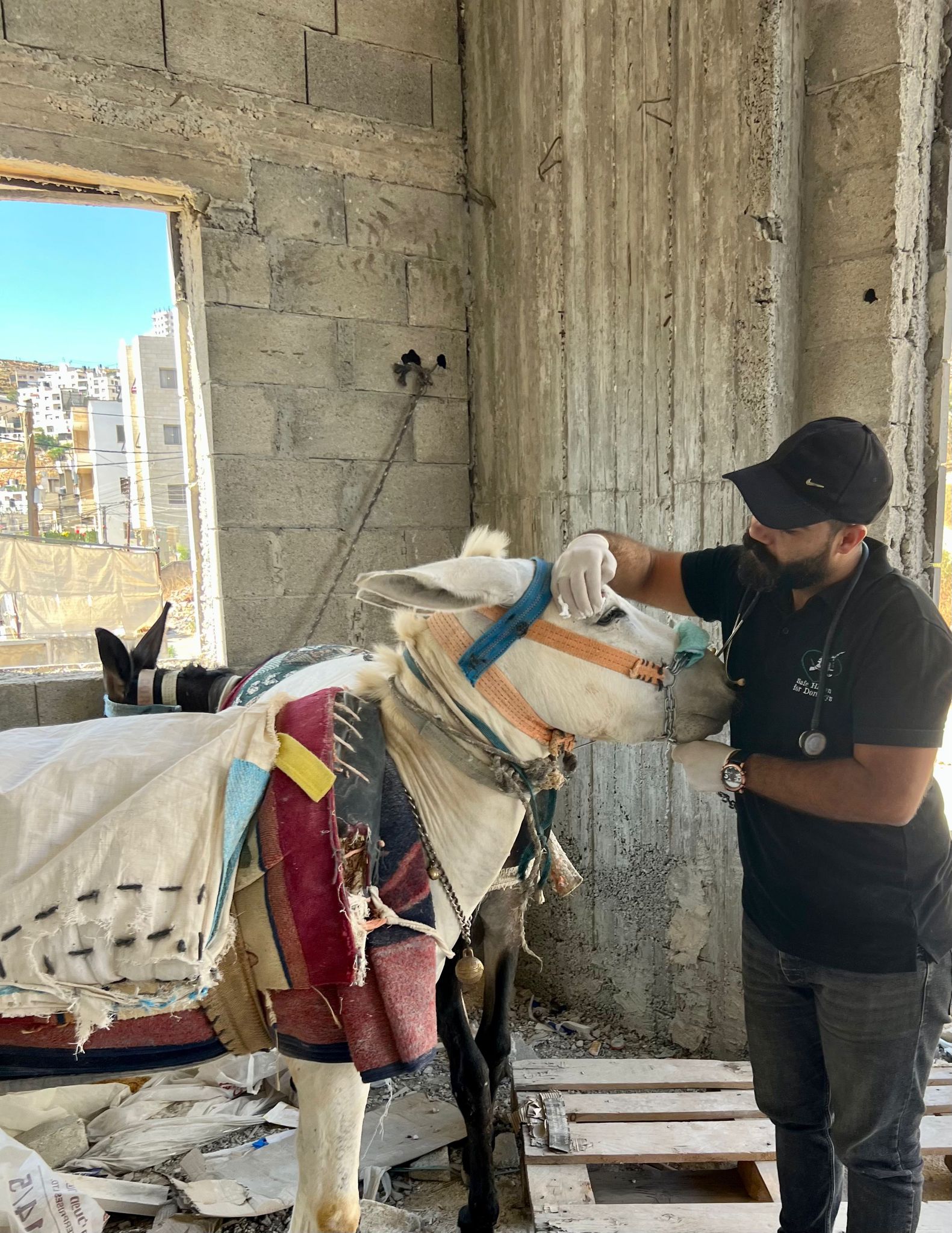 Update from the Sanctuary and the West Bank - 13th July 2023 - Safe ...