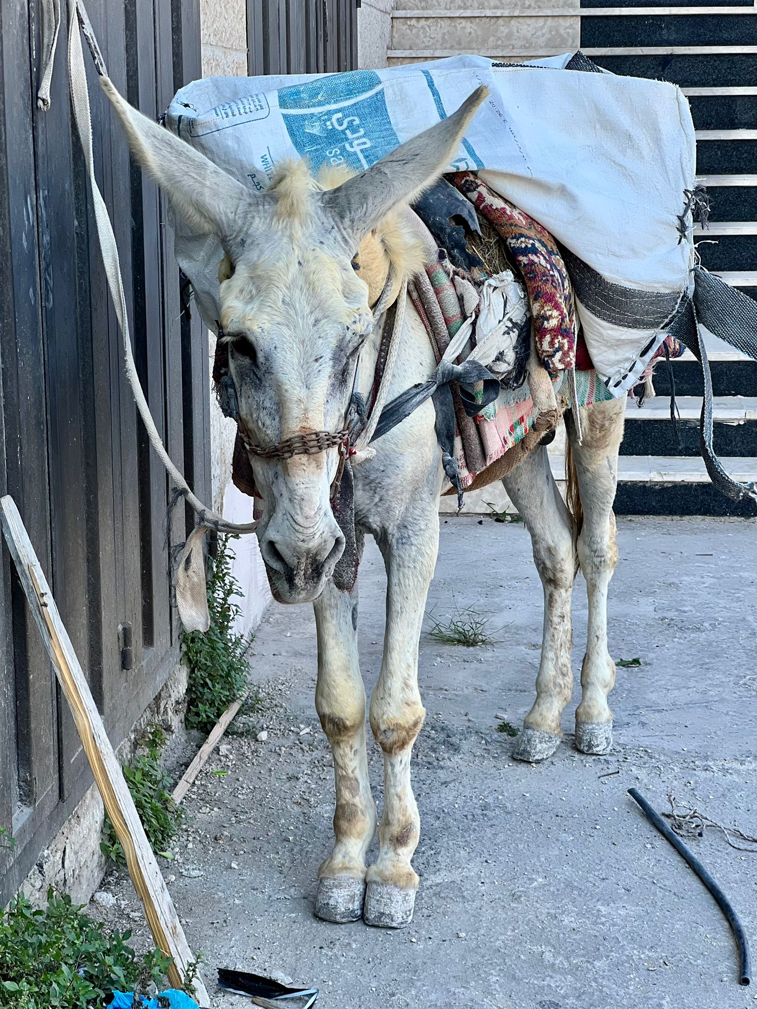 Our donkey update - 31st August 2023 - Safe Haven for Donkeys