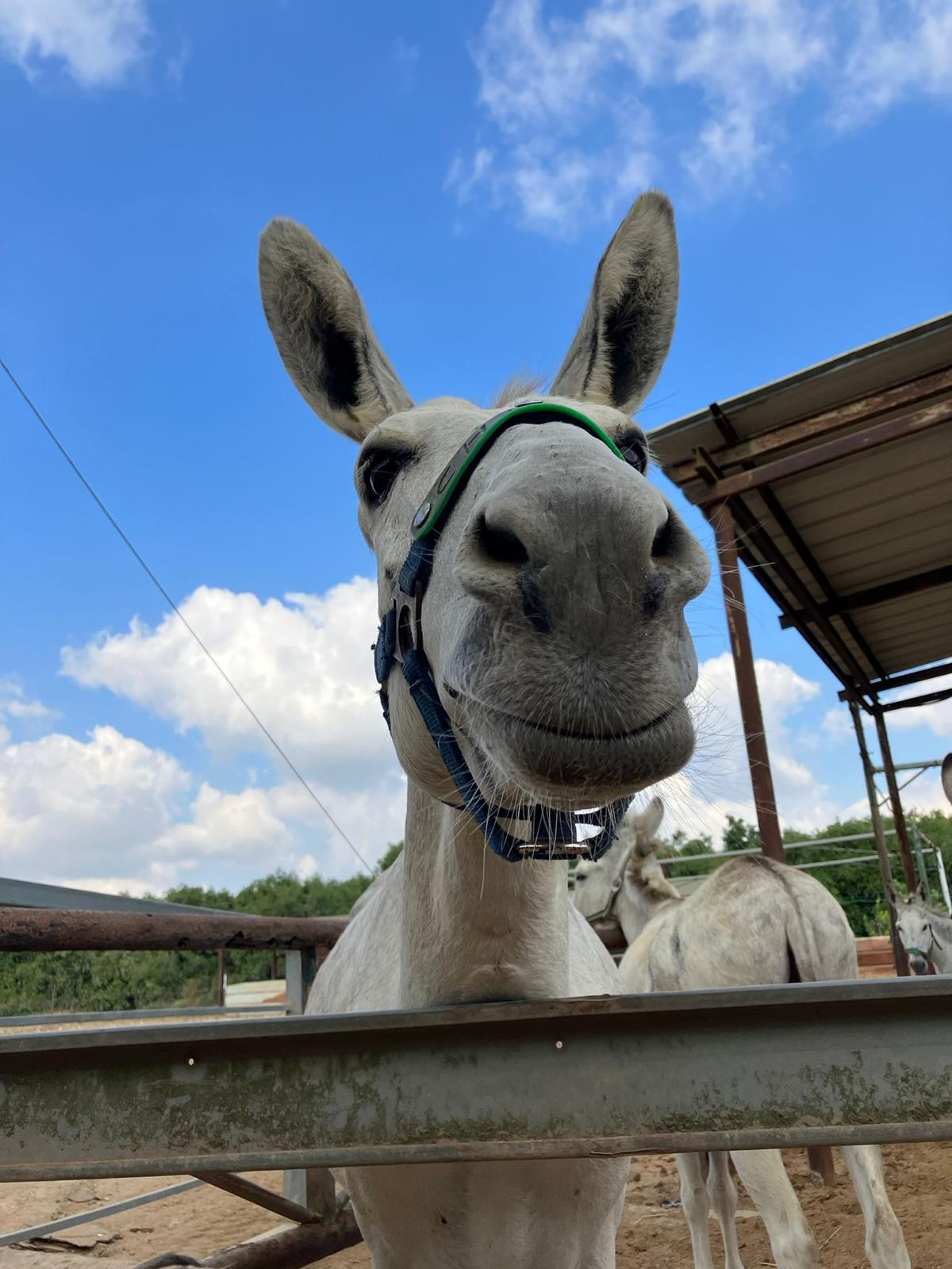 Our donkey update - 31st August 2023 - Safe Haven for Donkeys