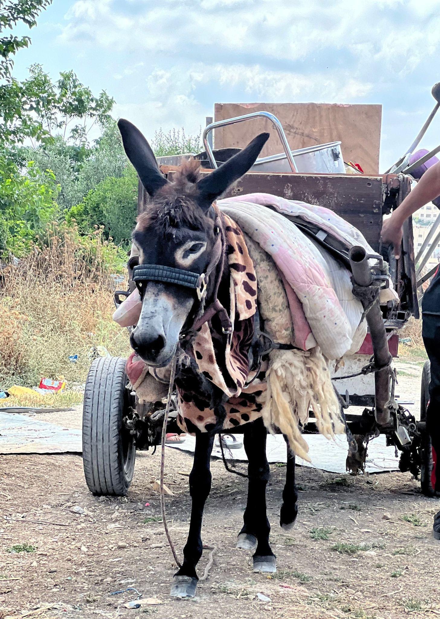 Our donkey update - 10th August 2023 - Safe Haven for Donkeys