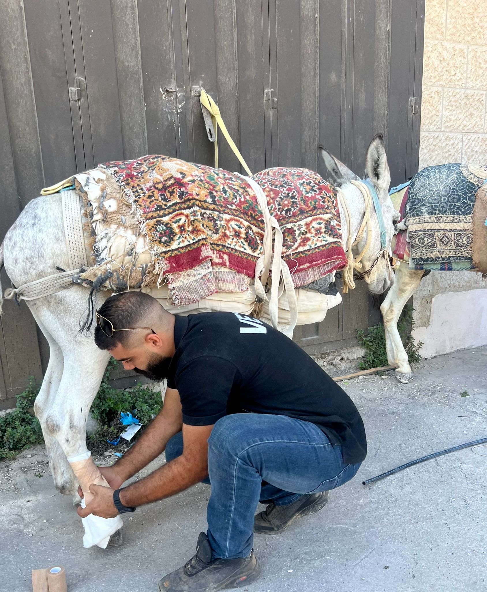 Our donkey update - 31st August 2023 - Safe Haven for Donkeys
