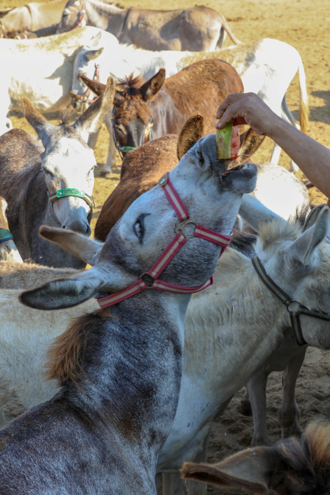 Our donkey update - 10th August 2023 - Safe Haven for Donkeys