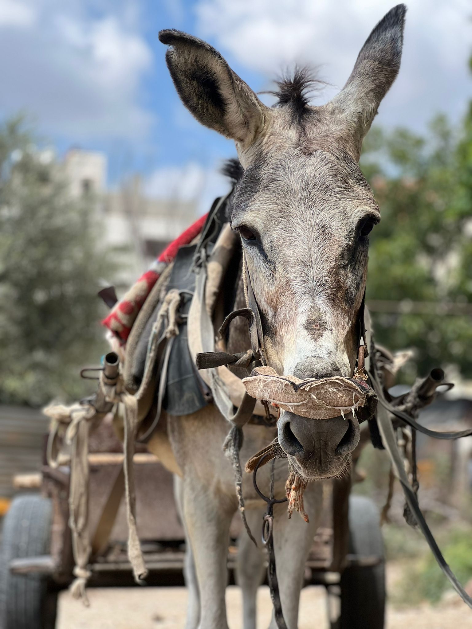 Our donkey update - 14th September 2023 - Safe Haven for Donkeys