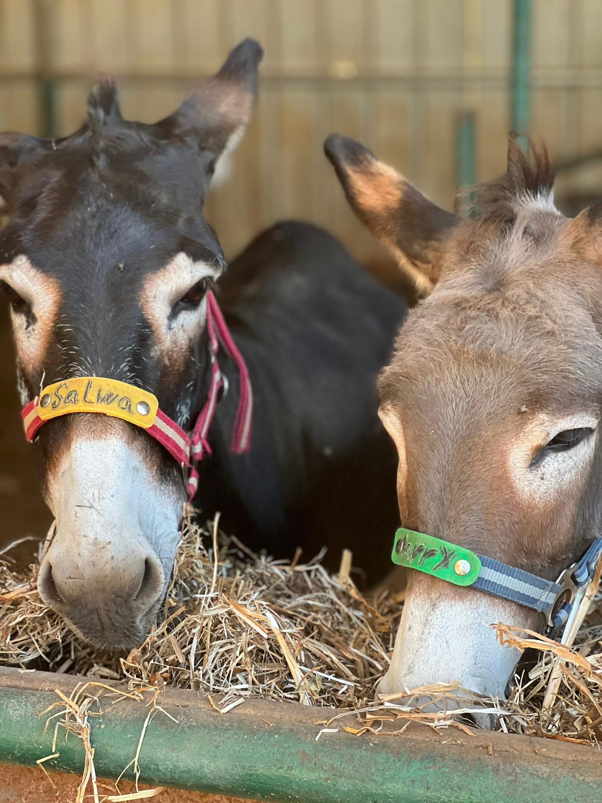 The Situation in Israel - Safe Haven for Donkeys