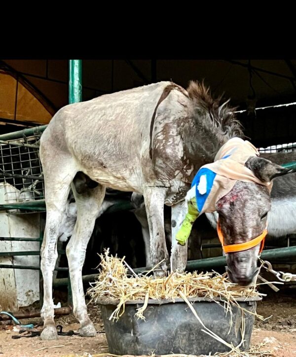 News from the Rescue Centre in the West Bank - Safe Haven for Donkeys