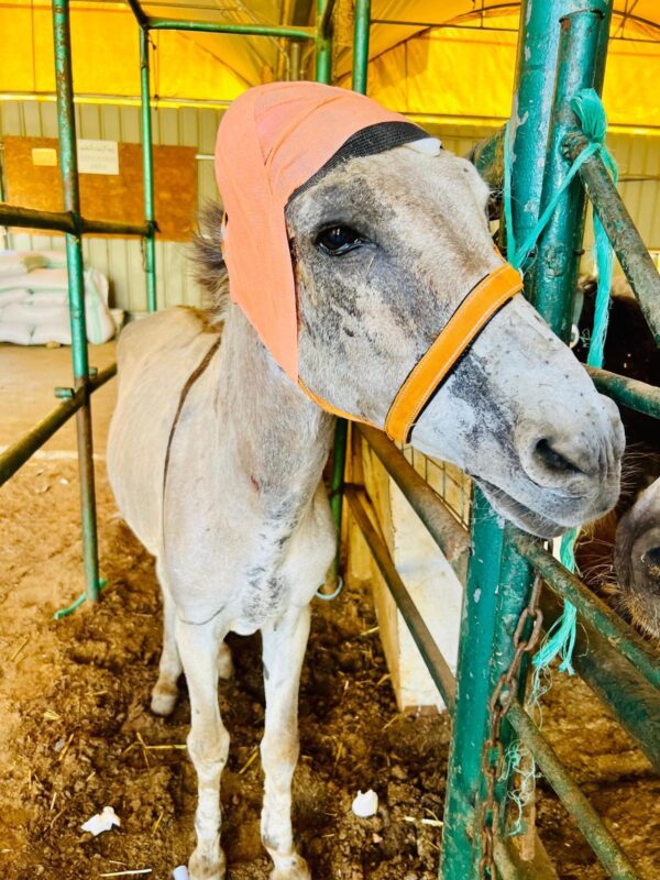 Safe Haven for Donkeys Blog - Safe Haven for Donkeys