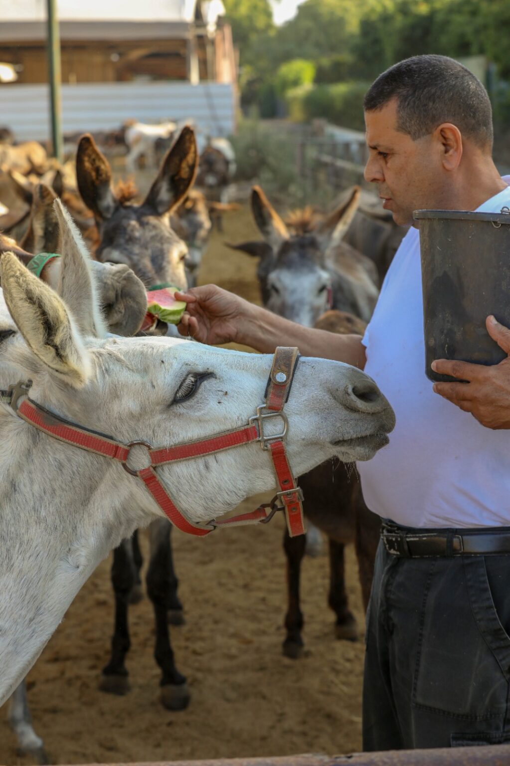 Our donkey update - 5th October 2023 - Safe Haven for Donkeys