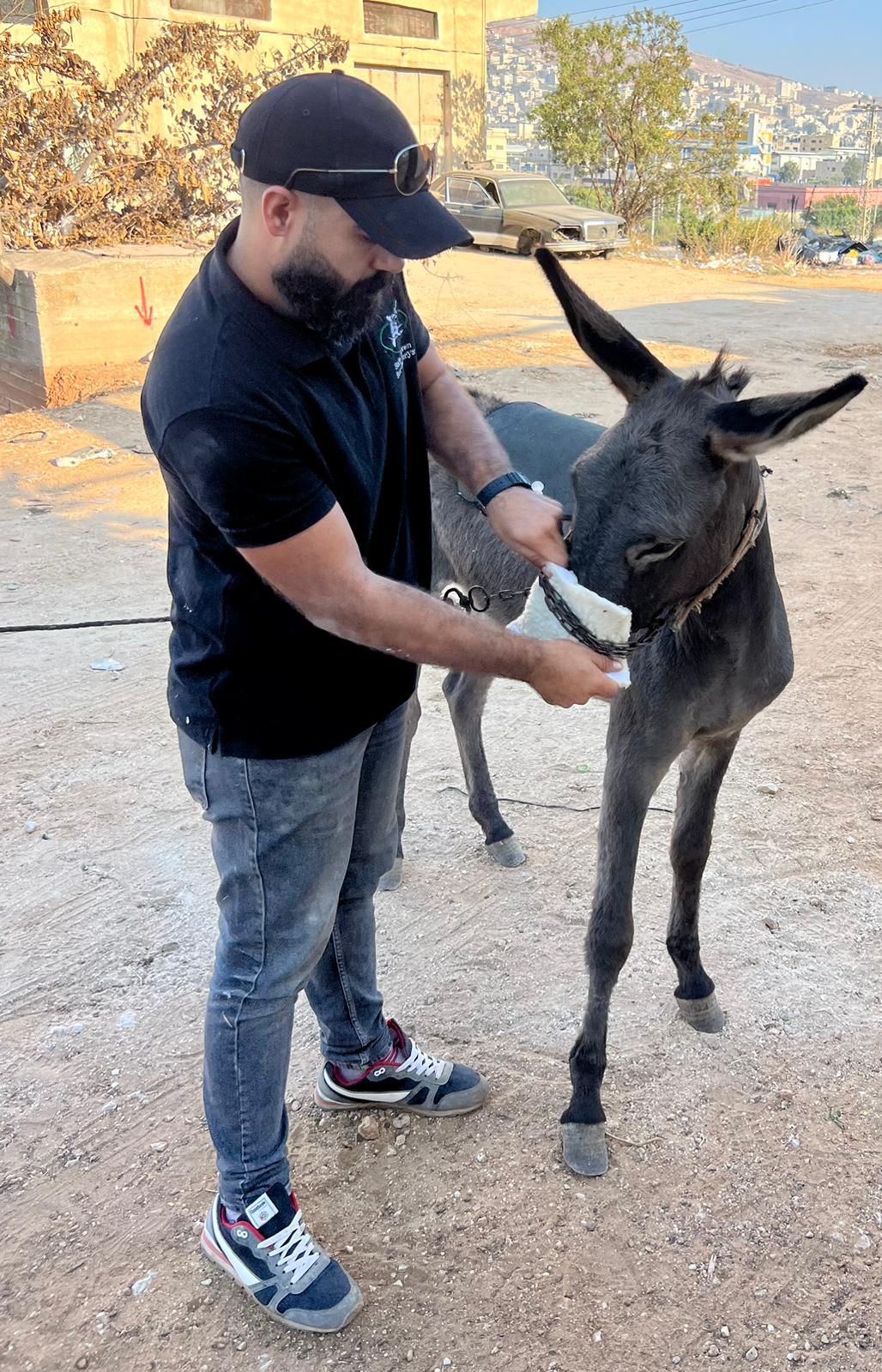 Our donkey update - 19th October 2023 - Safe Haven for Donkeys