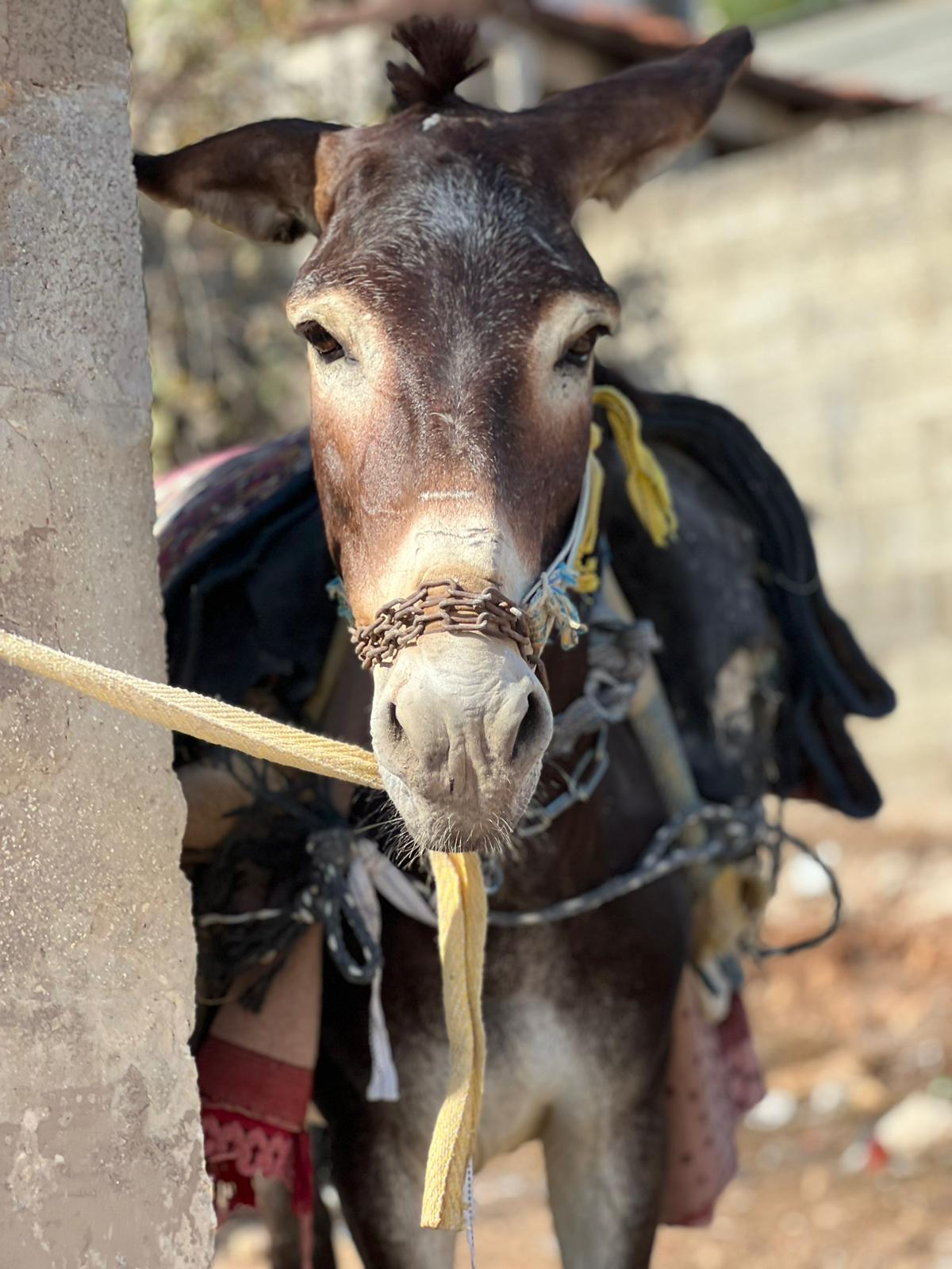 Our donkey update - 19th October 2023 - Safe Haven for Donkeys
