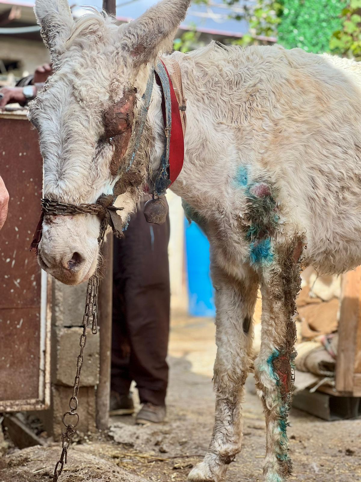 Our donkey update - 30th November 2023 - Safe Haven for Donkeys