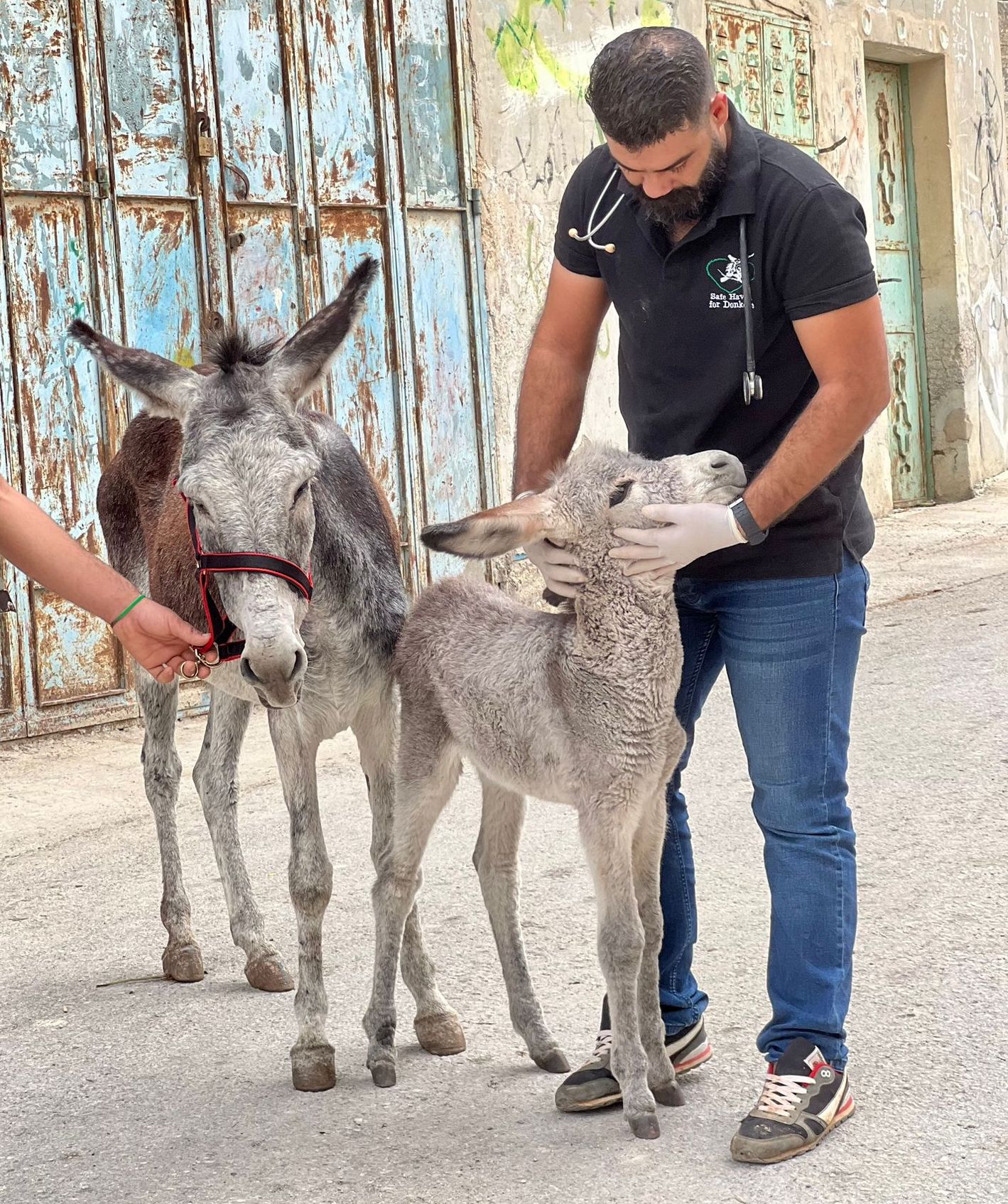 Our donkey update - 16th November 2023 - Safe Haven for Donkeys