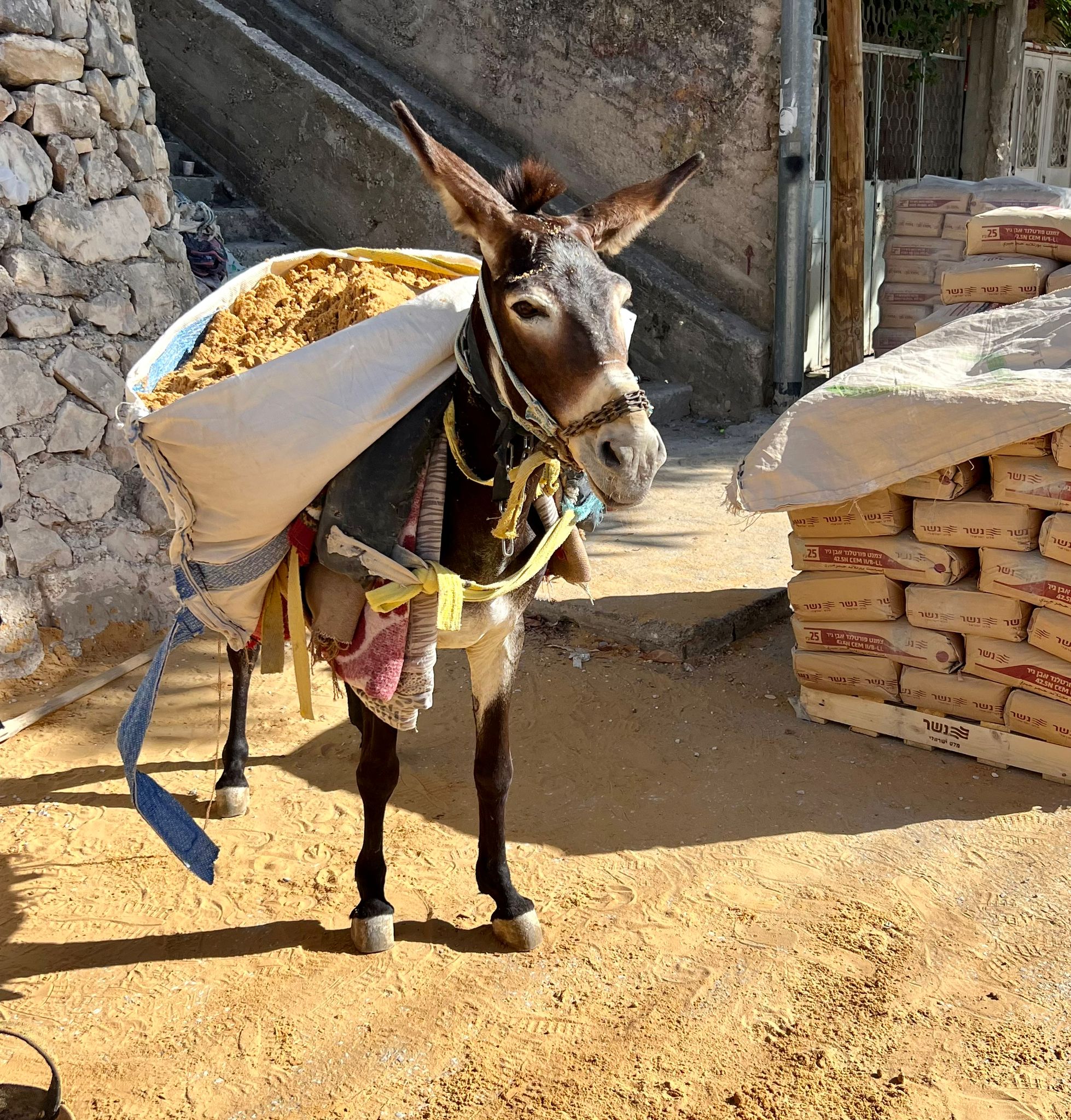 Our donkey update - 16th November 2023 - Safe Haven for Donkeys