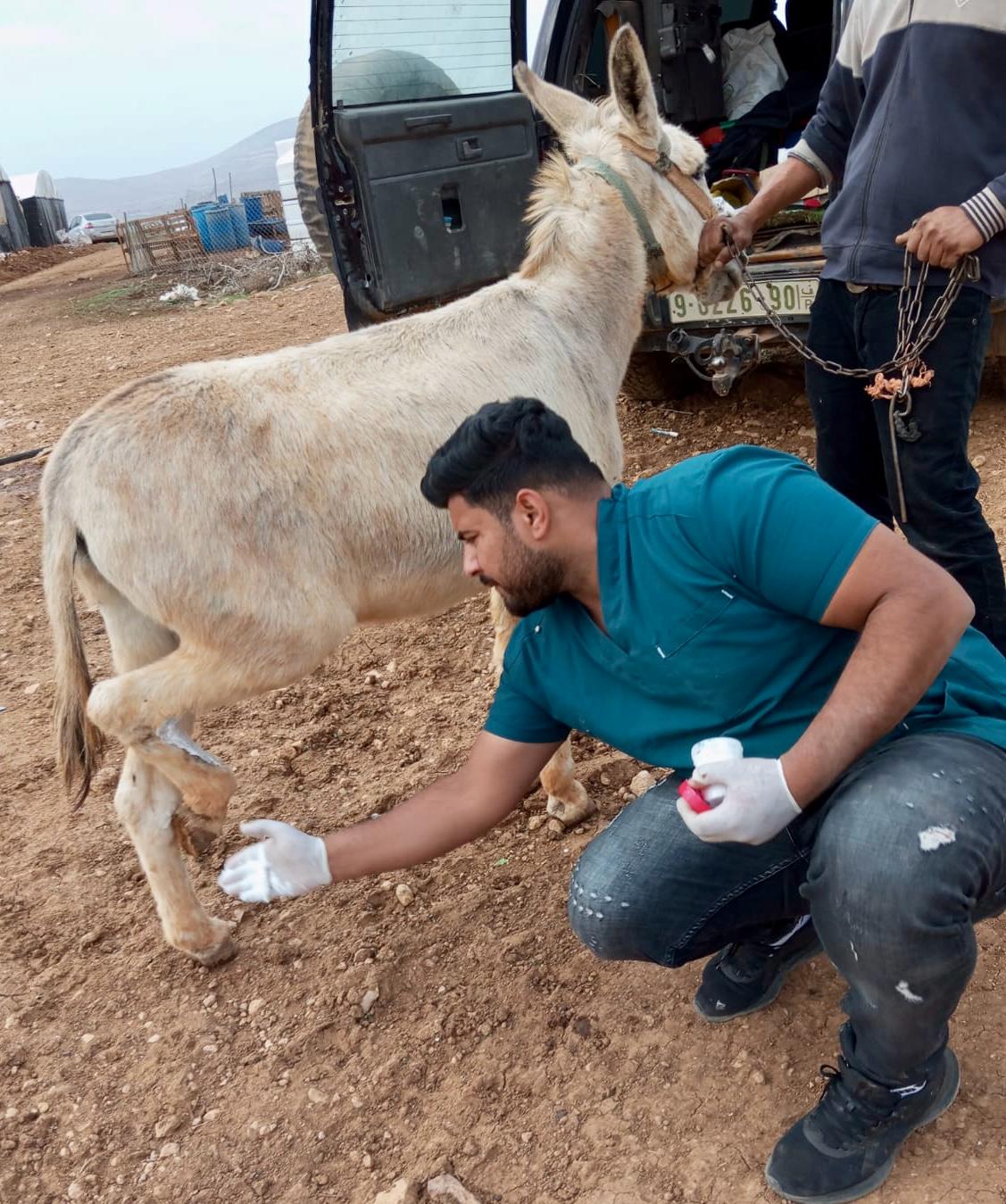 Our donkey update - 21st December 2023 - Safe Haven for Donkeys