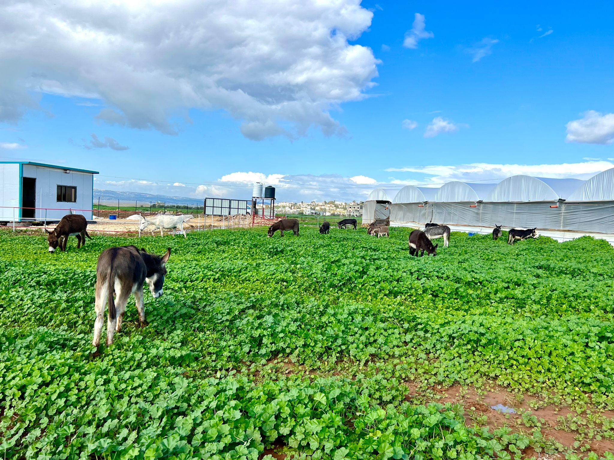 Our donkey update - 18th January 2024 - Safe Haven for Donkeys