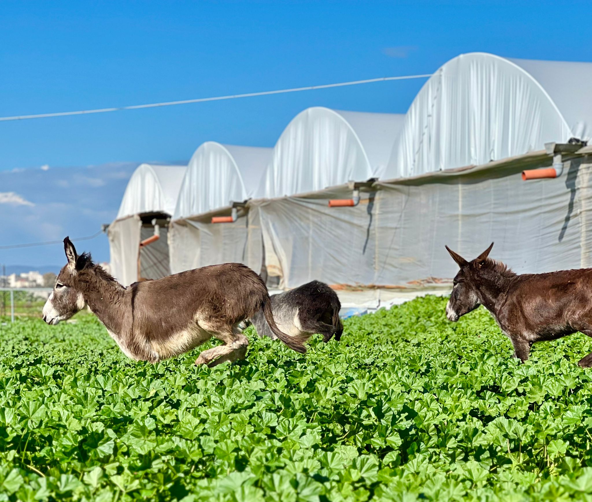Our donkey update - 1st February 2024 - Safe Haven for Donkeys