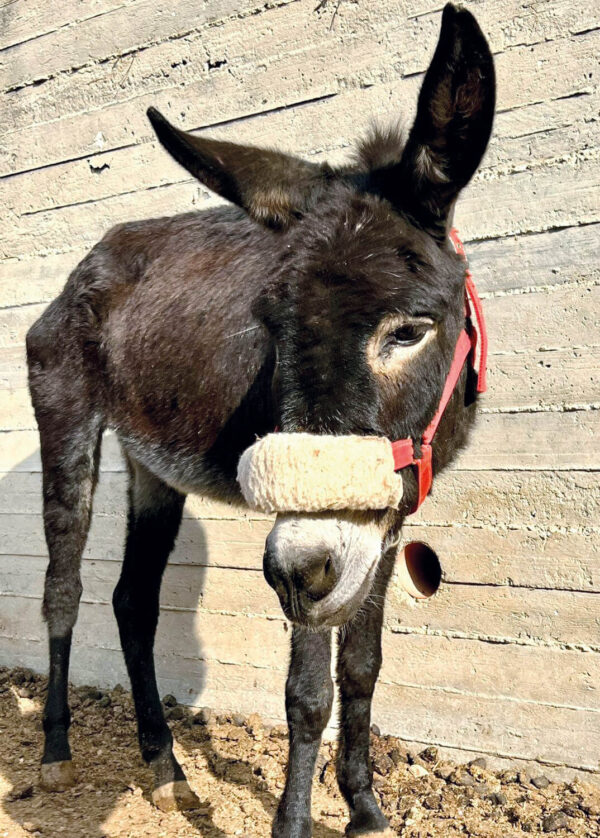 Donkeys for Adoption - Safe Haven for Donkeys
