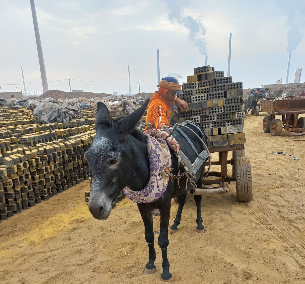 Our donkey update - 15th February 2024 - Safe Haven for Donkeys