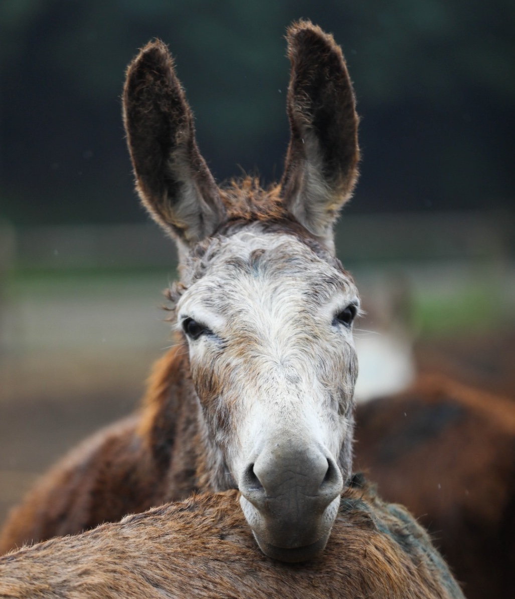 Our donkey update - 29th February 2024 - Safe Haven for Donkeys