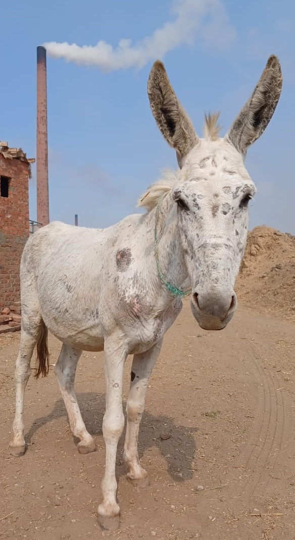 Our donkey update - 15th February 2024 - Safe Haven for Donkeys