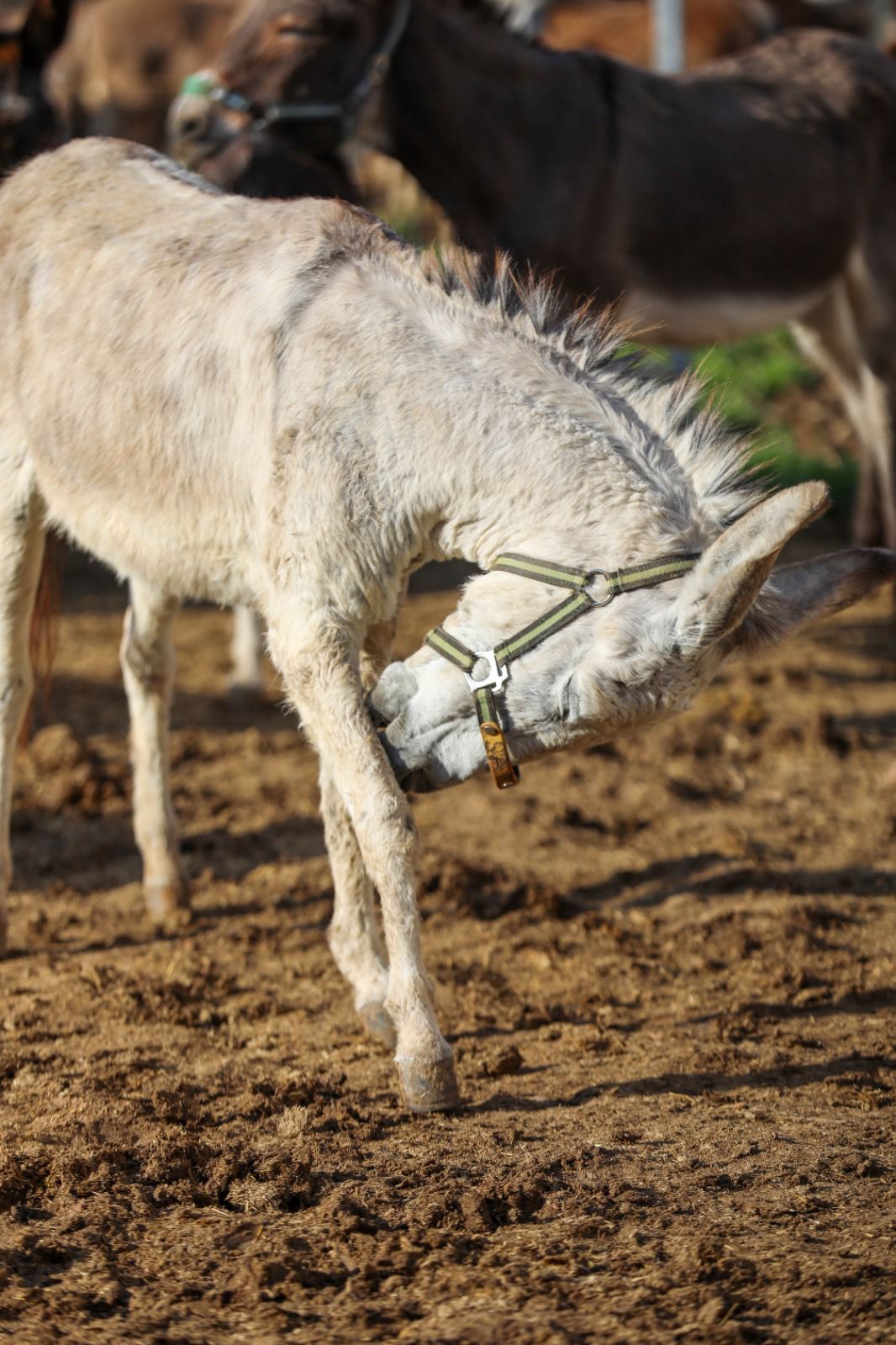 Our donkey update - 4th April 2024 - Safe Haven for Donkeys