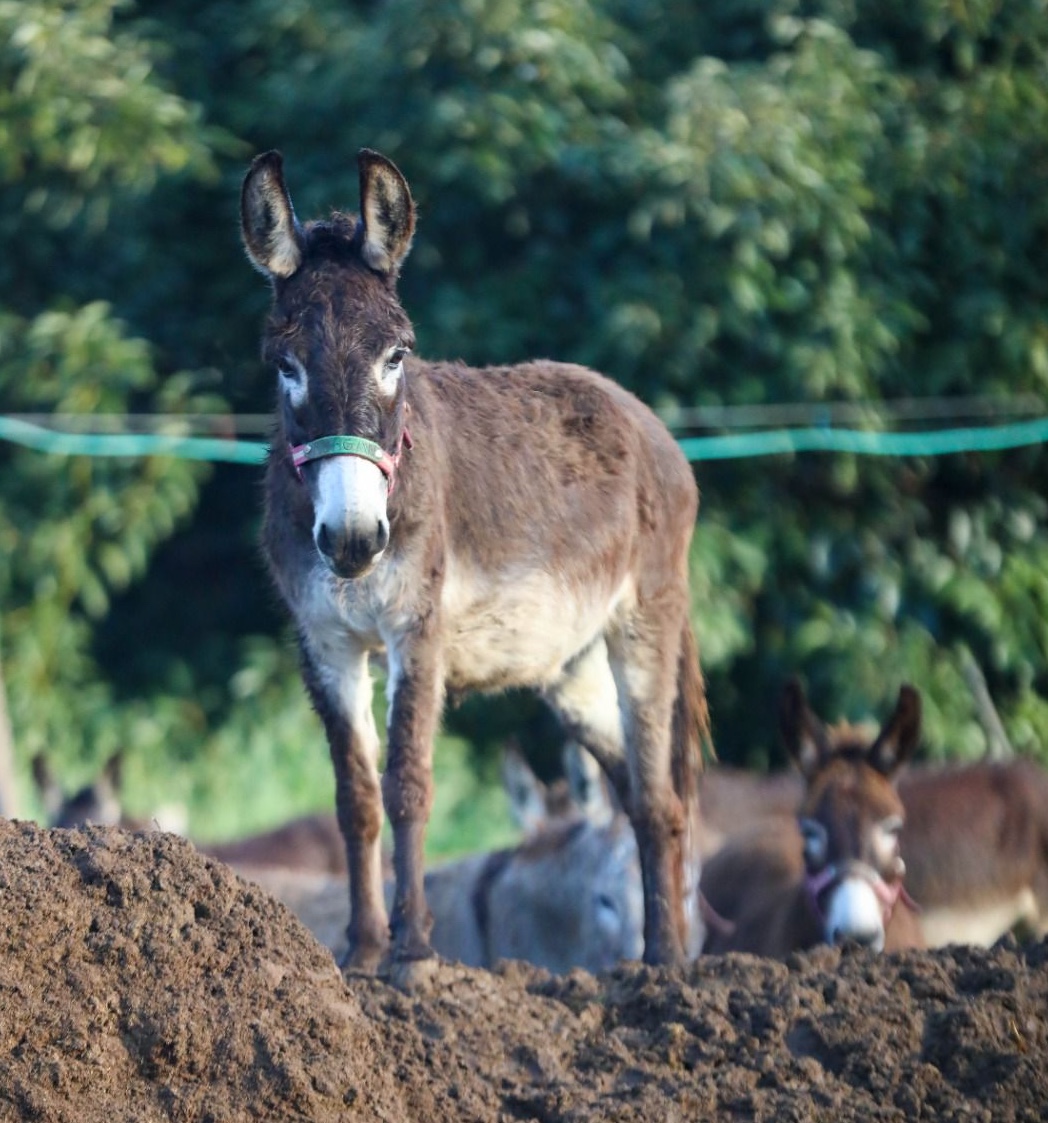 Our donkey update - 4th April 2024 - Safe Haven for Donkeys